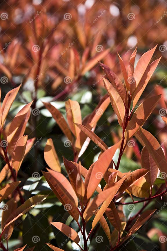 Rode Bladeren Van De Struik Stock Afbeelding - Image of brunch ...
