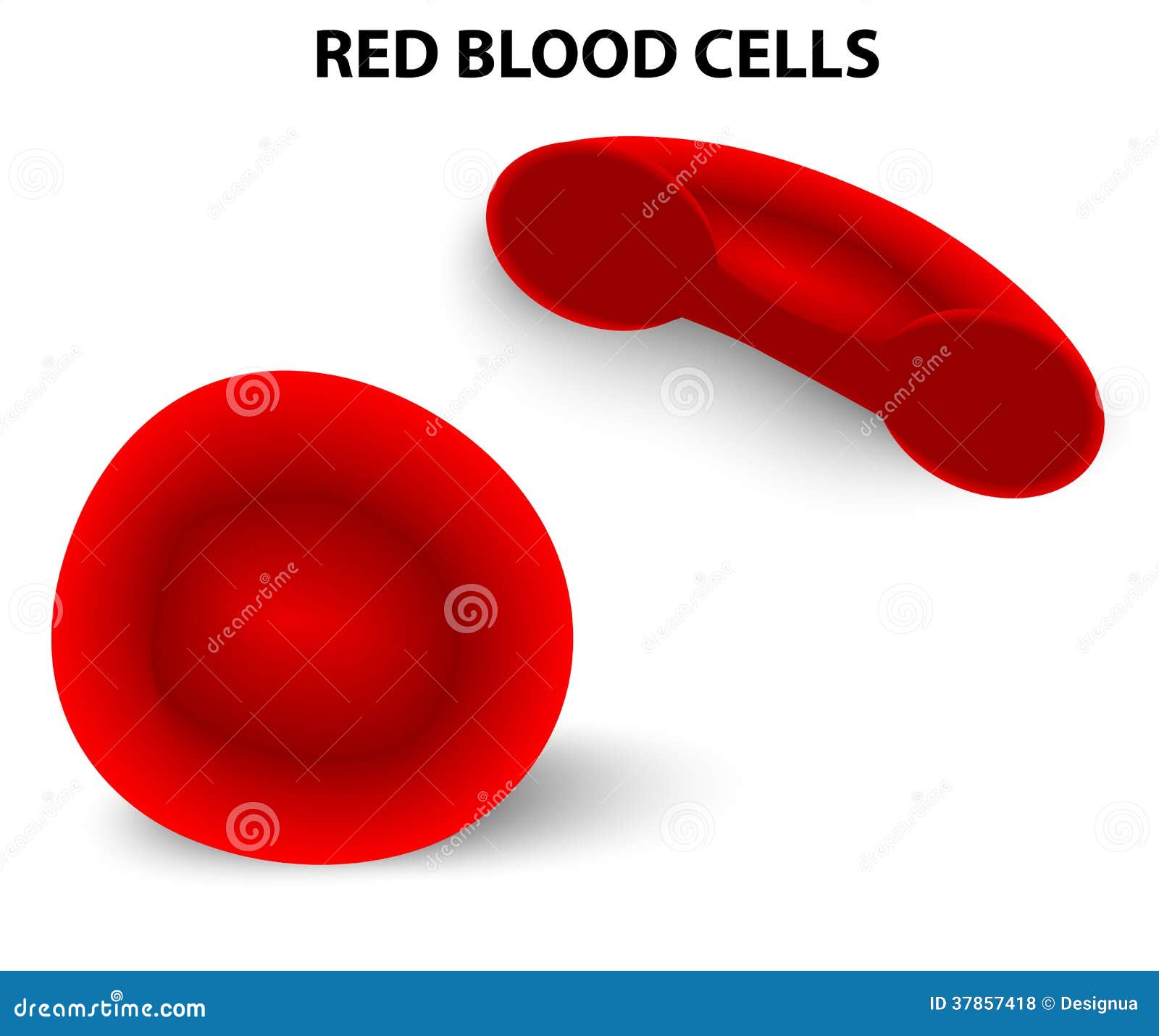 Rode bloedcellen vector illustratie. Illustration of gezond - 37857418