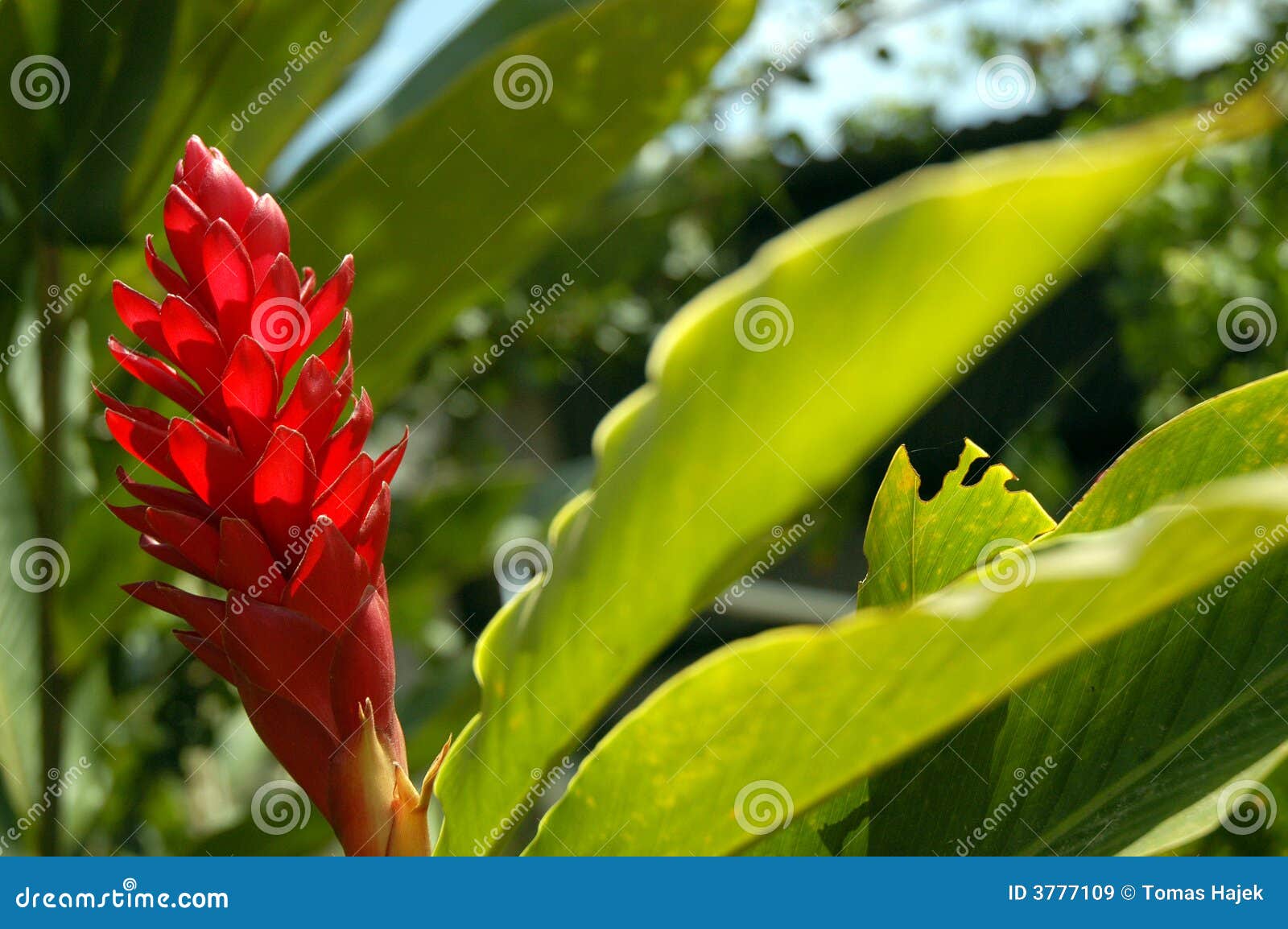 Rode bloei Guatemala stock afbeelding. Image of boom, exploiteer - 3777109