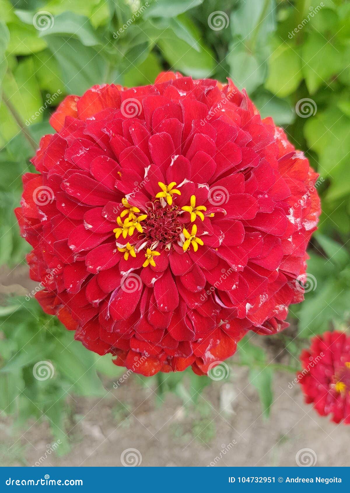 Rode bloem stock afbeelding. Image of bloem, rood, kleur - 104732951