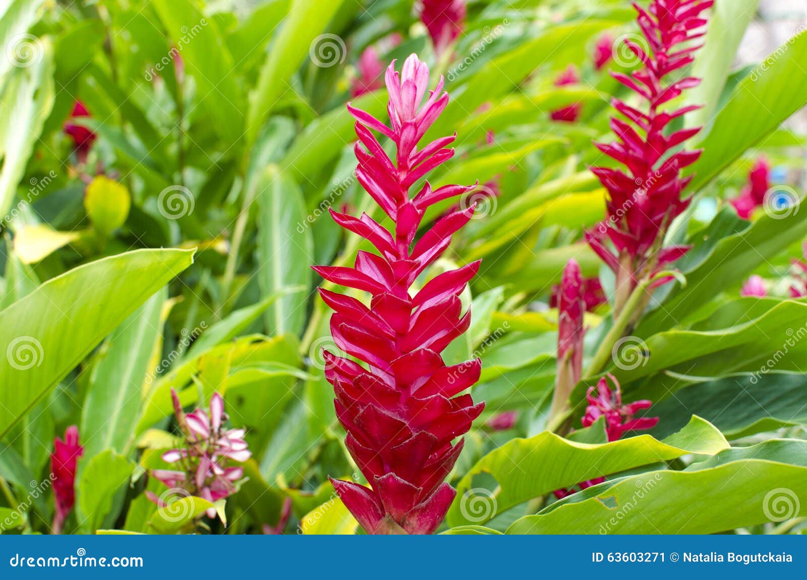 Rode bloem van Guam stock afbeelding. Image of tropisch - 63603271