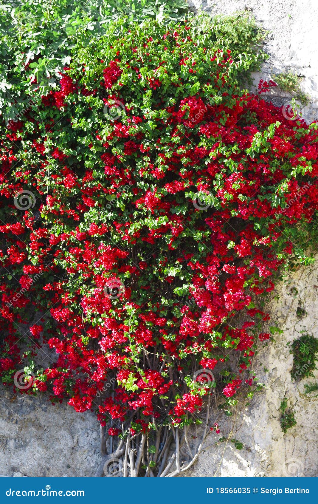 Rode bloemen op klimplant stock afbeelding. Image of bloei - 18566035