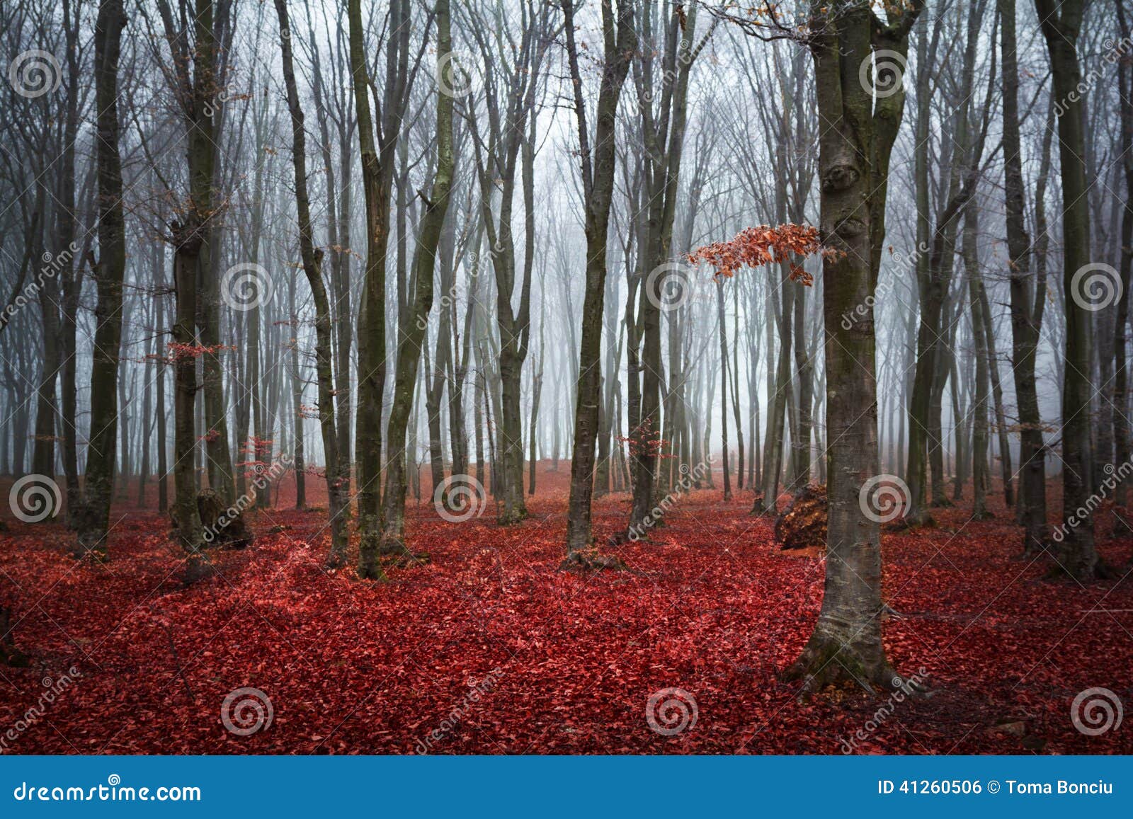 Rode bomen in het bos stock foto. Image of neiging, mysticus - 41260506