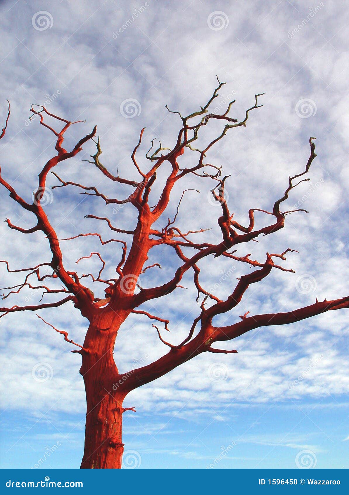 Rode Boom Picture. Image: 1596450