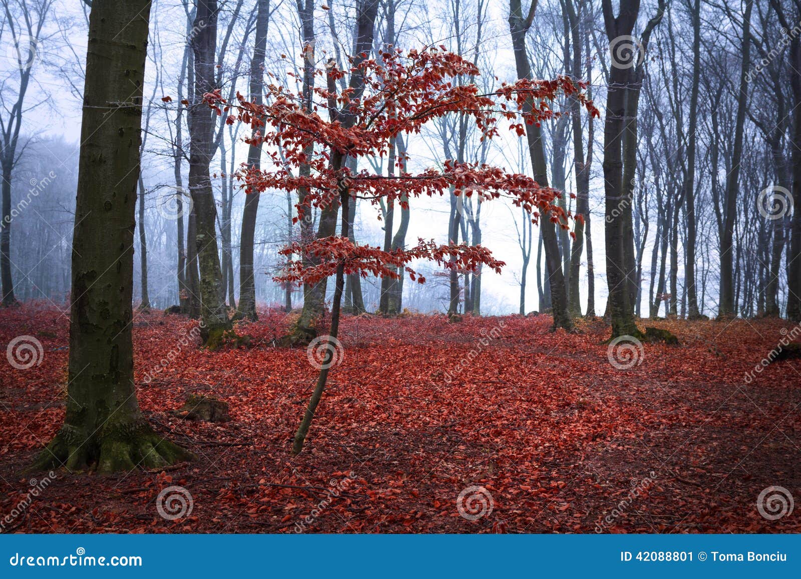 Rode boom in het bos stock afbeelding. Image of verschrikking - 42088801