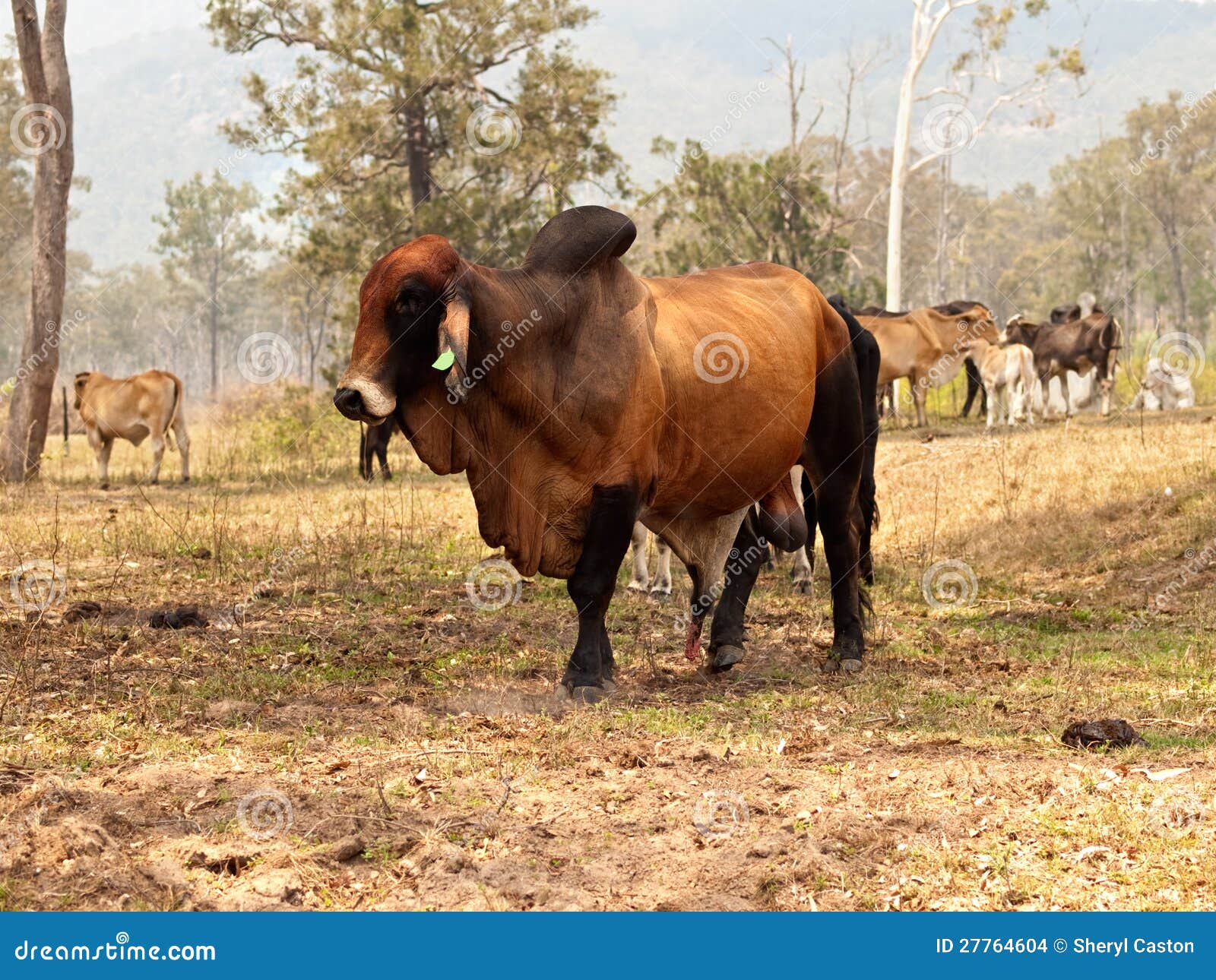 Rode brahman zeboestier stock foto. Image of weiland - 27764604