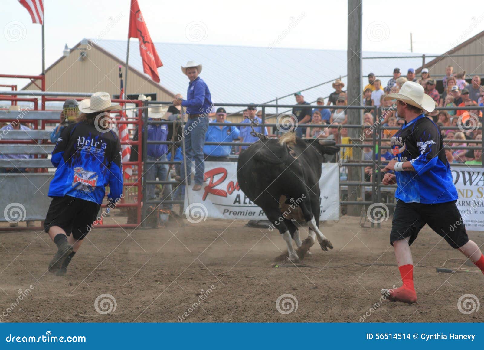 Rodeo Bull Fighters Working Bull Editorial Stock Image - Image of ...