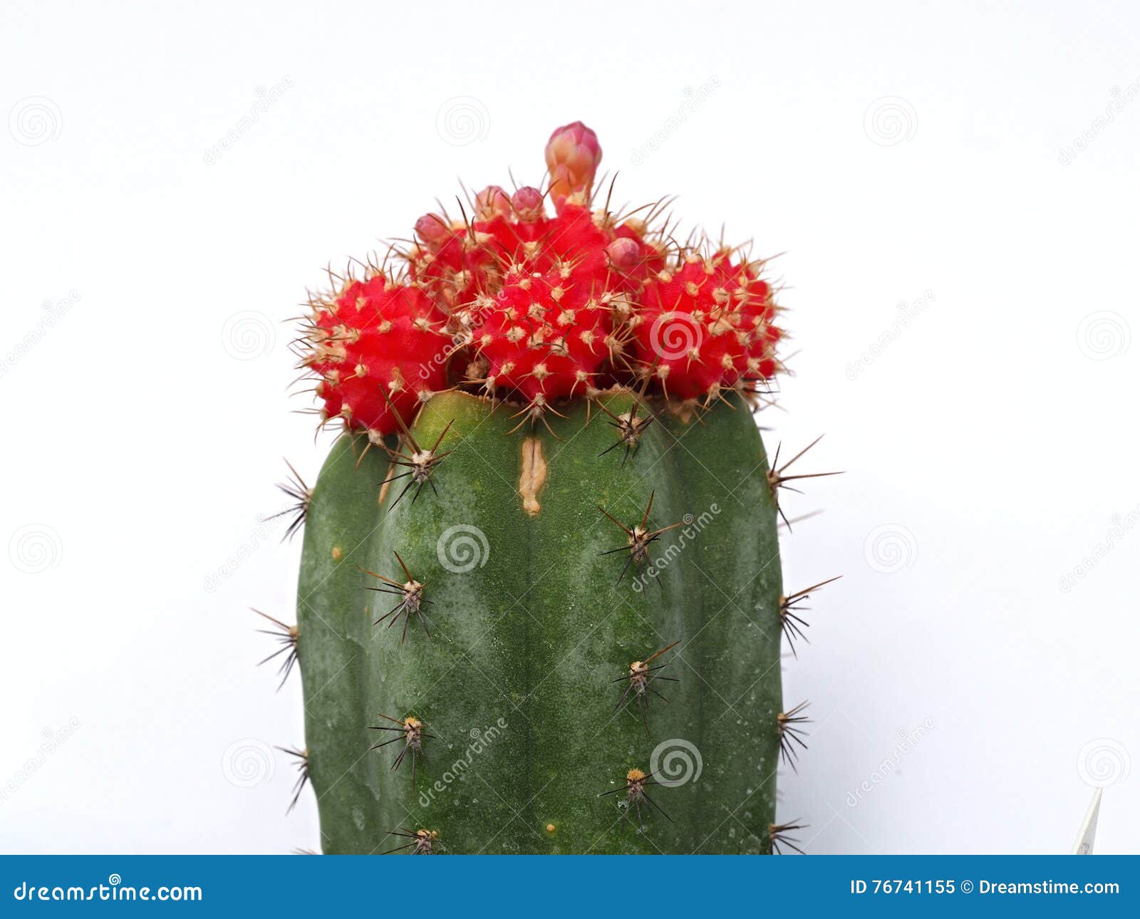 Rode Cactus Op Witte Achtergrond Stock Afbeelding - Image of cactus ...