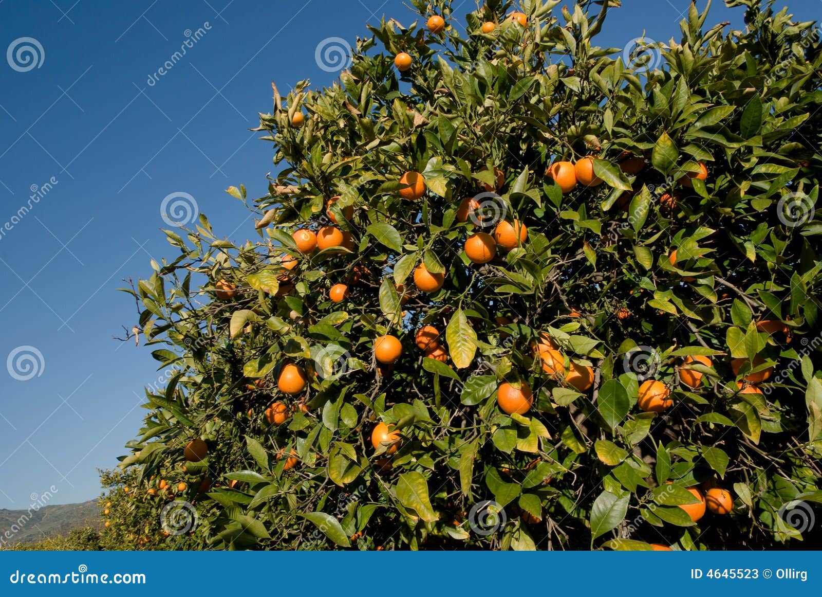 Rode Citrusvrucht Op De Boom Stock Afbeelding - Image of vrucht ...
