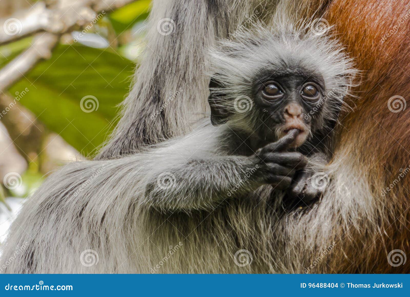 Rode Colobus-aap, Zanzibar stock foto. Image of sprookje - 96488404