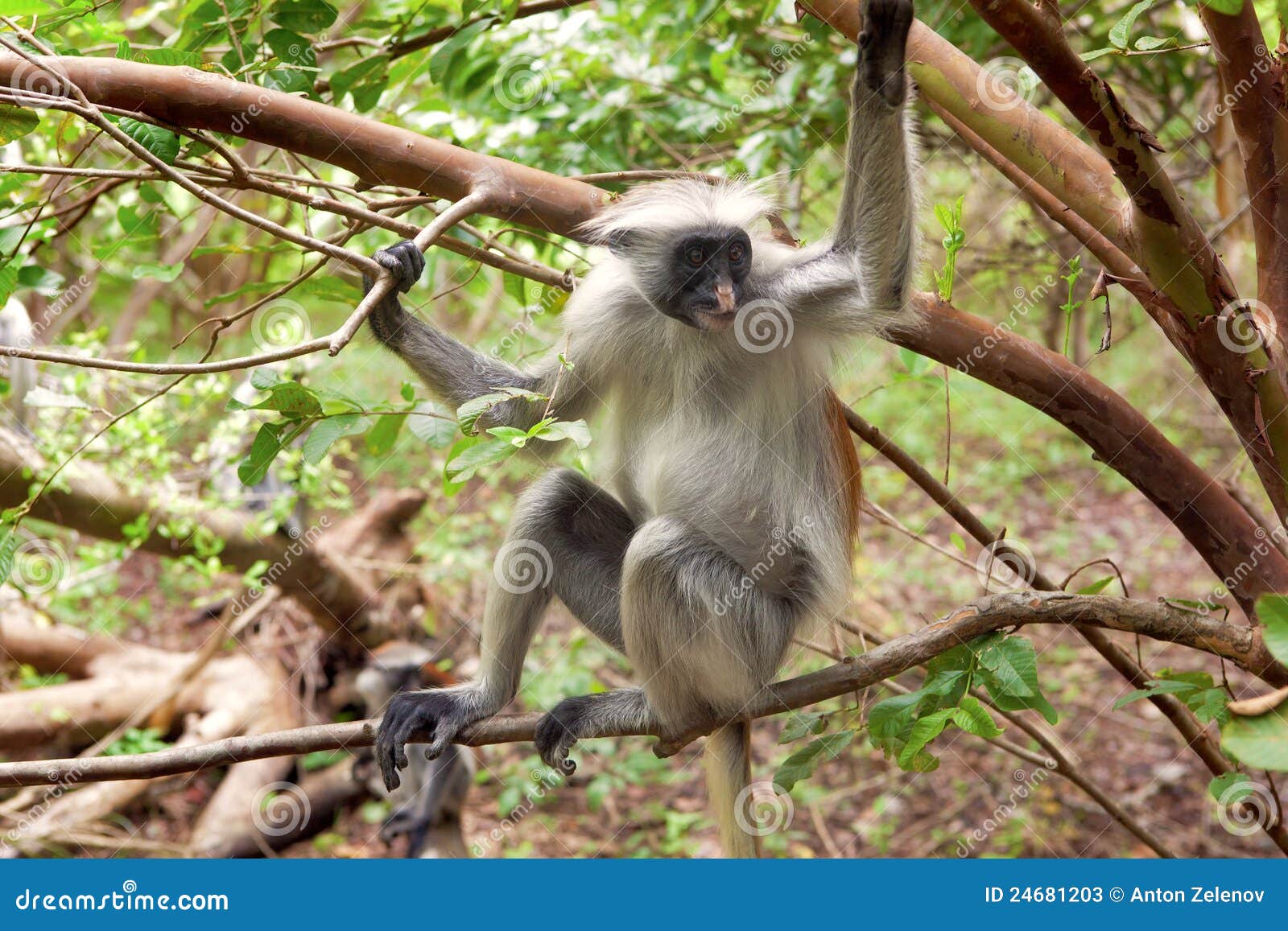 Rode Colobus (kirki Piliocolobus) Aap Stock Afbeelding - Image of park ...