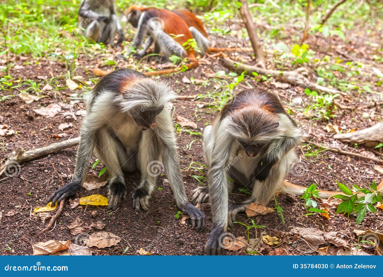 Rode Colobus (Piliocolobus-kirki) Aap Stock Foto - Image of buiten ...