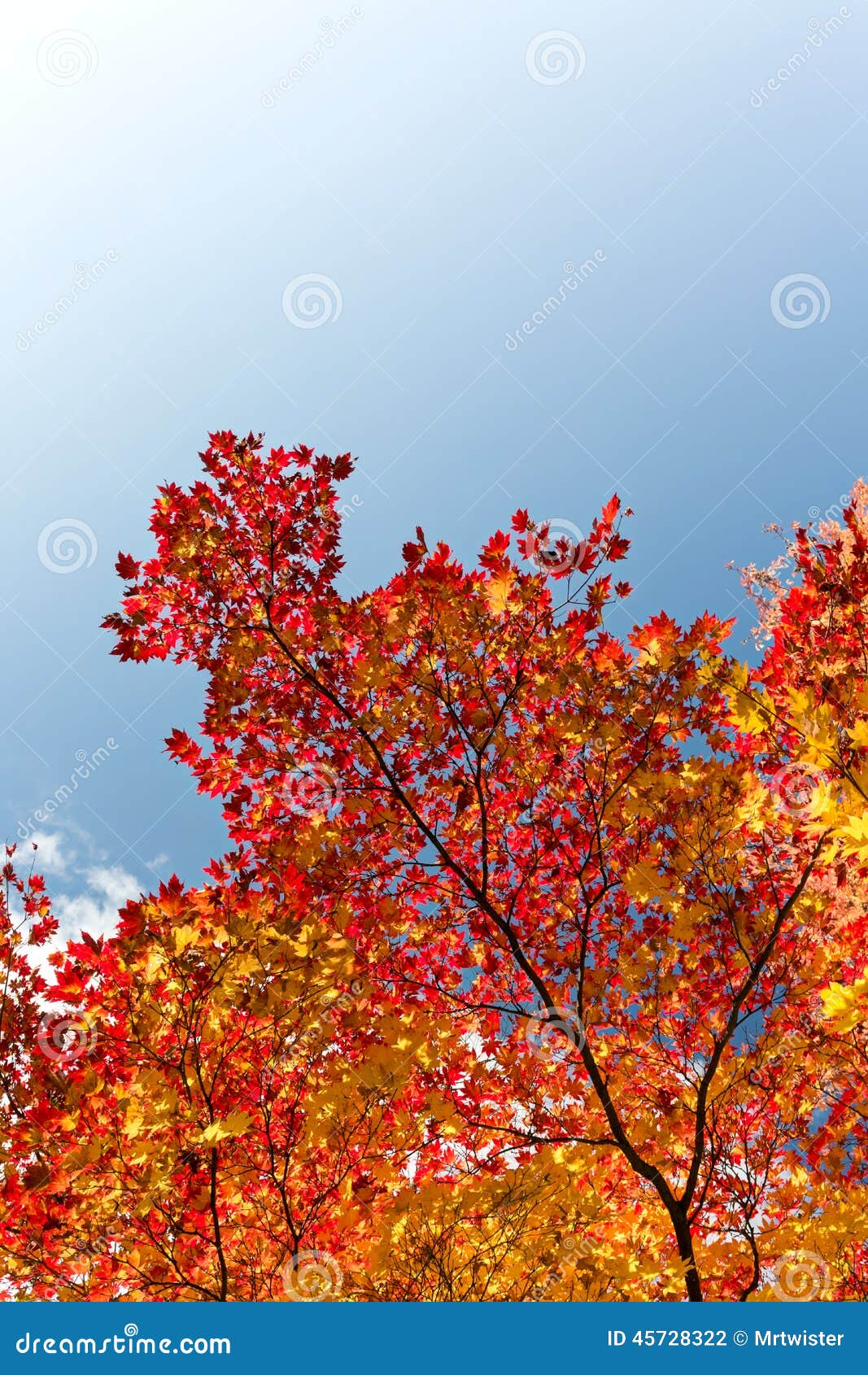 Rode De Boombladeren Van De Esdoorn Stock Foto - Image of gebladerte ...