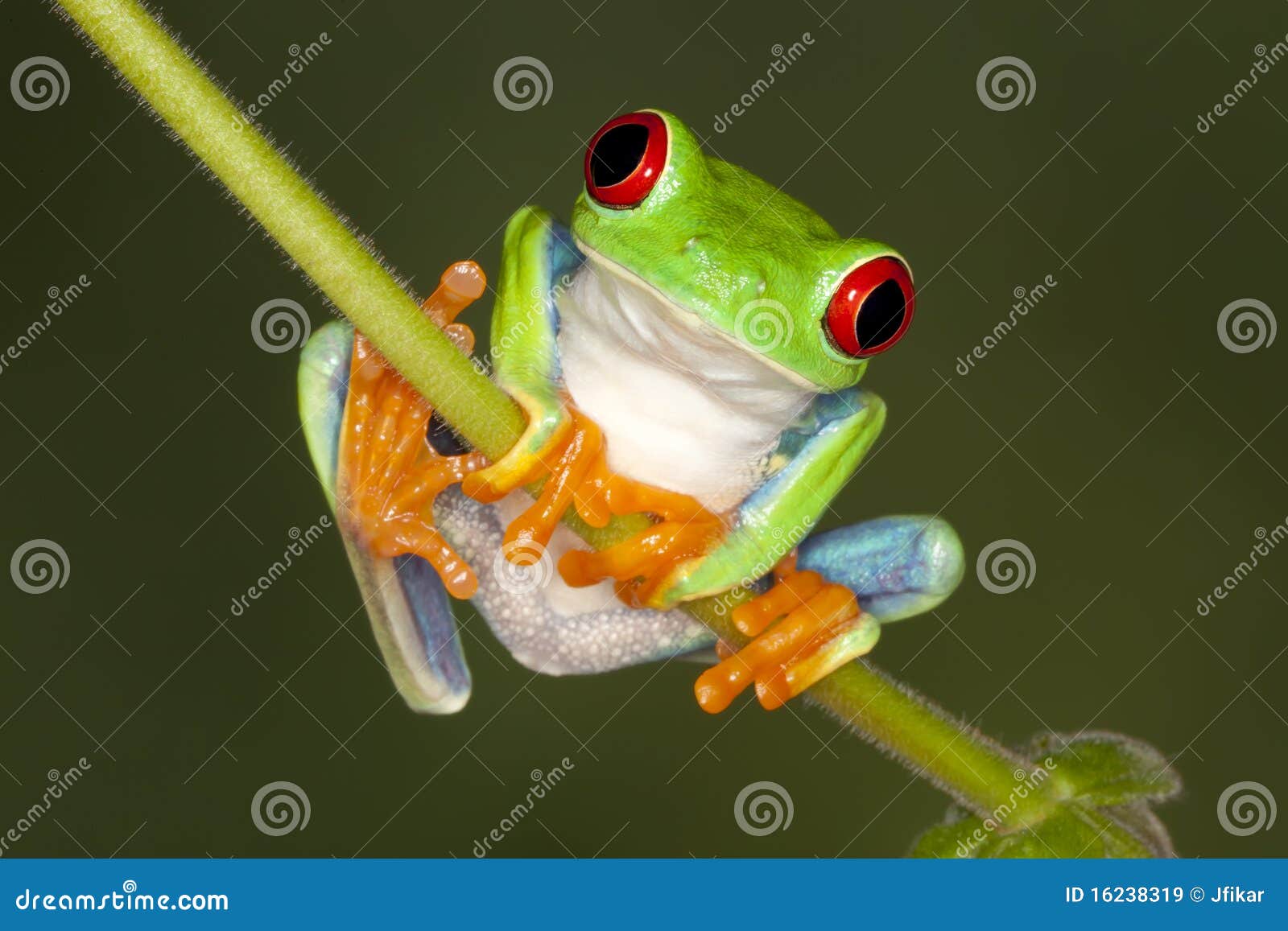 Rode De Boomkikker 1 Van Het Oog Stock Afbeelding - Image of reptiel ...