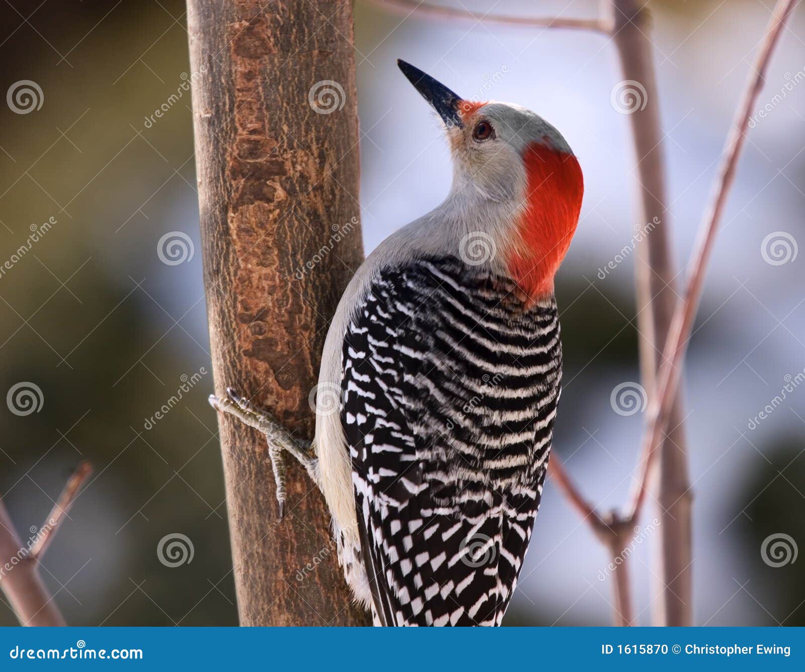 Rode Doen zwellen Specht stock foto. Image of geleid, bevederd - 1615870