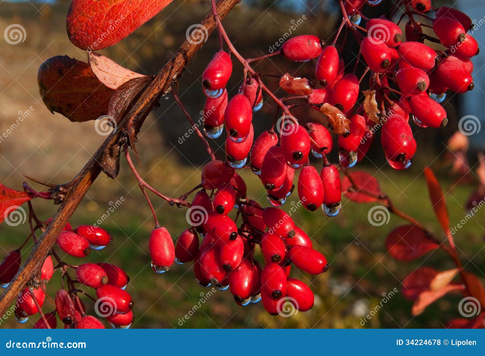 Rode Dogberry Struik in De Herfst Stock Foto - Image of macro, dalingen ...
