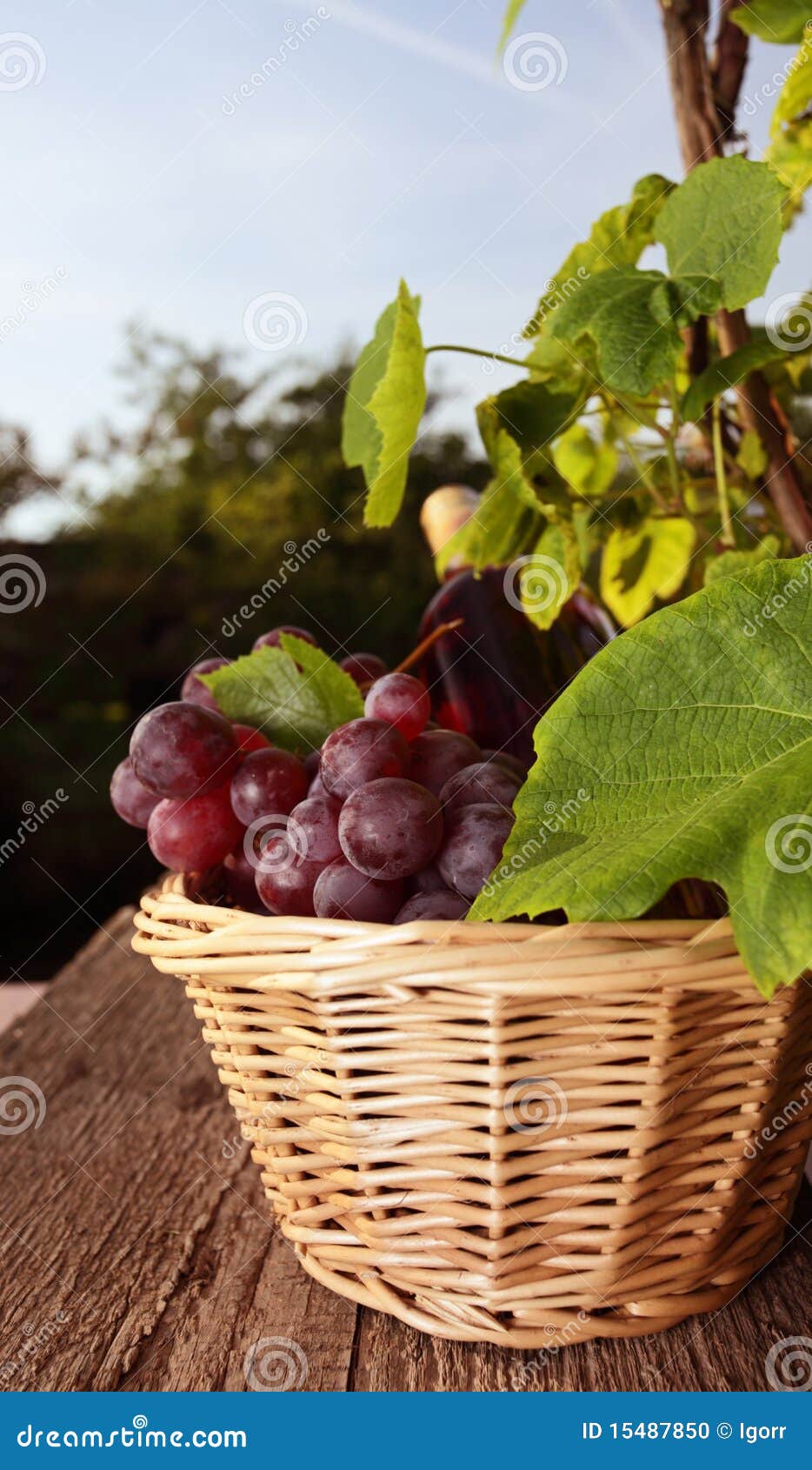 Rode druif stock foto. Image of niemand, buiten, rood - 15487850