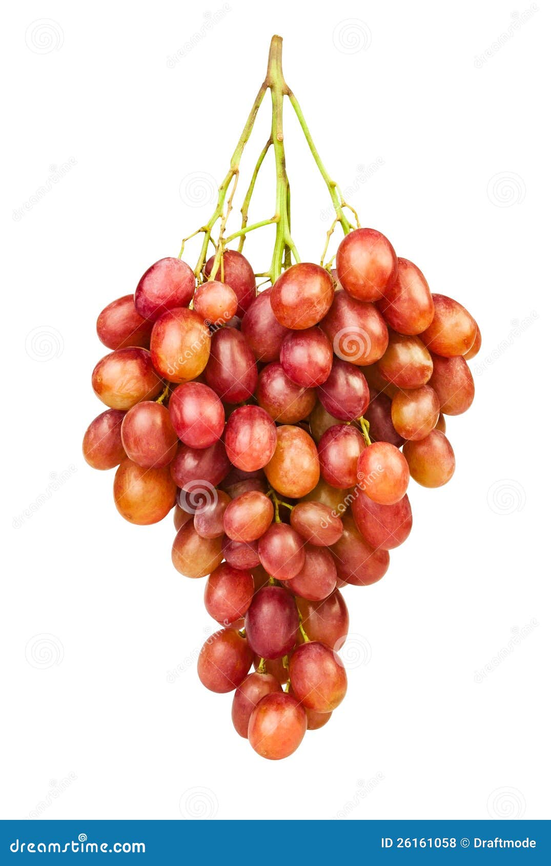 Rode druif stock foto. Image of bladeren, druiven, gewas - 26161058