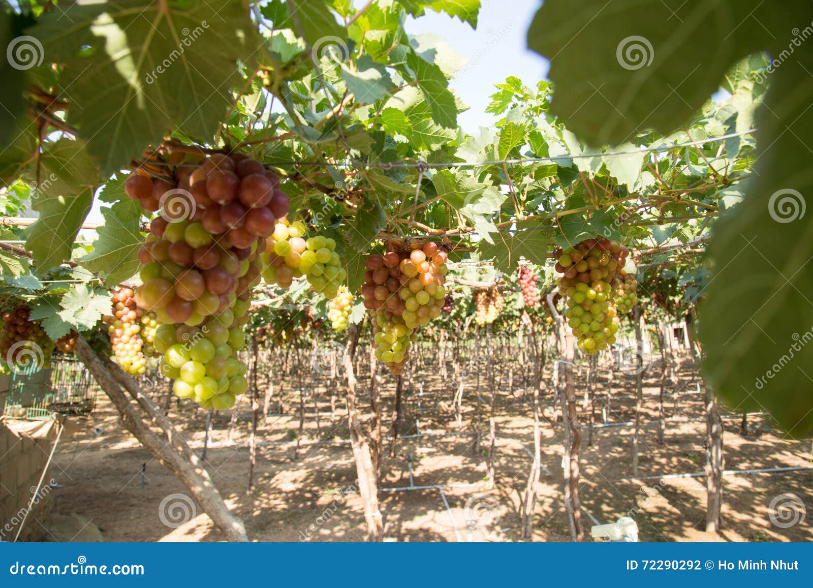 Rode druif in Vietnam stock foto. Image of vrucht, blauw - 72290292