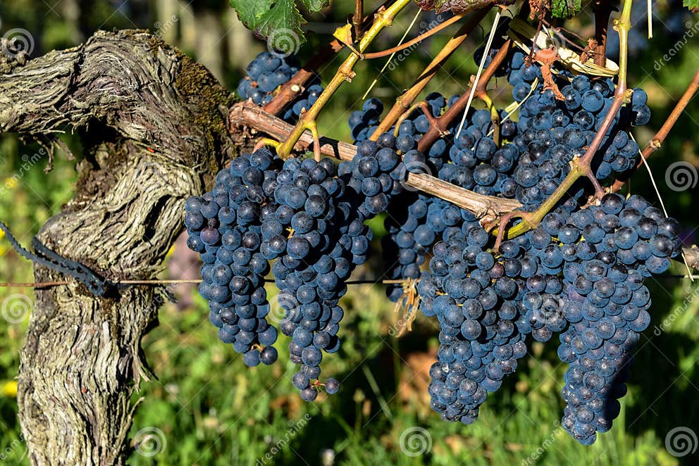 Rode druif-wijngaard stock foto. Image of landbouw, wijnstok - 44662540