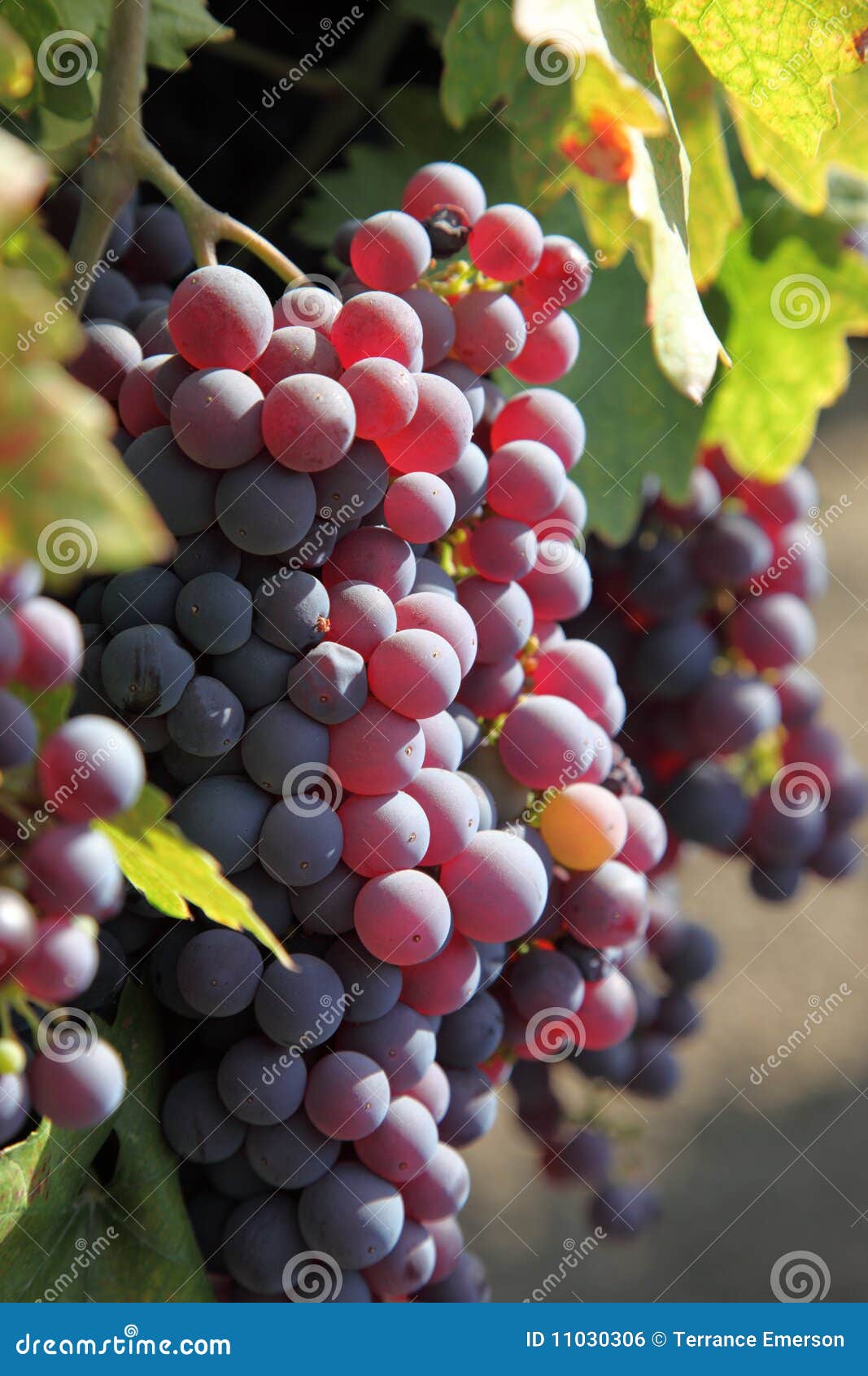 Rode Druiven Op De Wijnstok Stock Foto - Image of bladeren, druif: 11030306