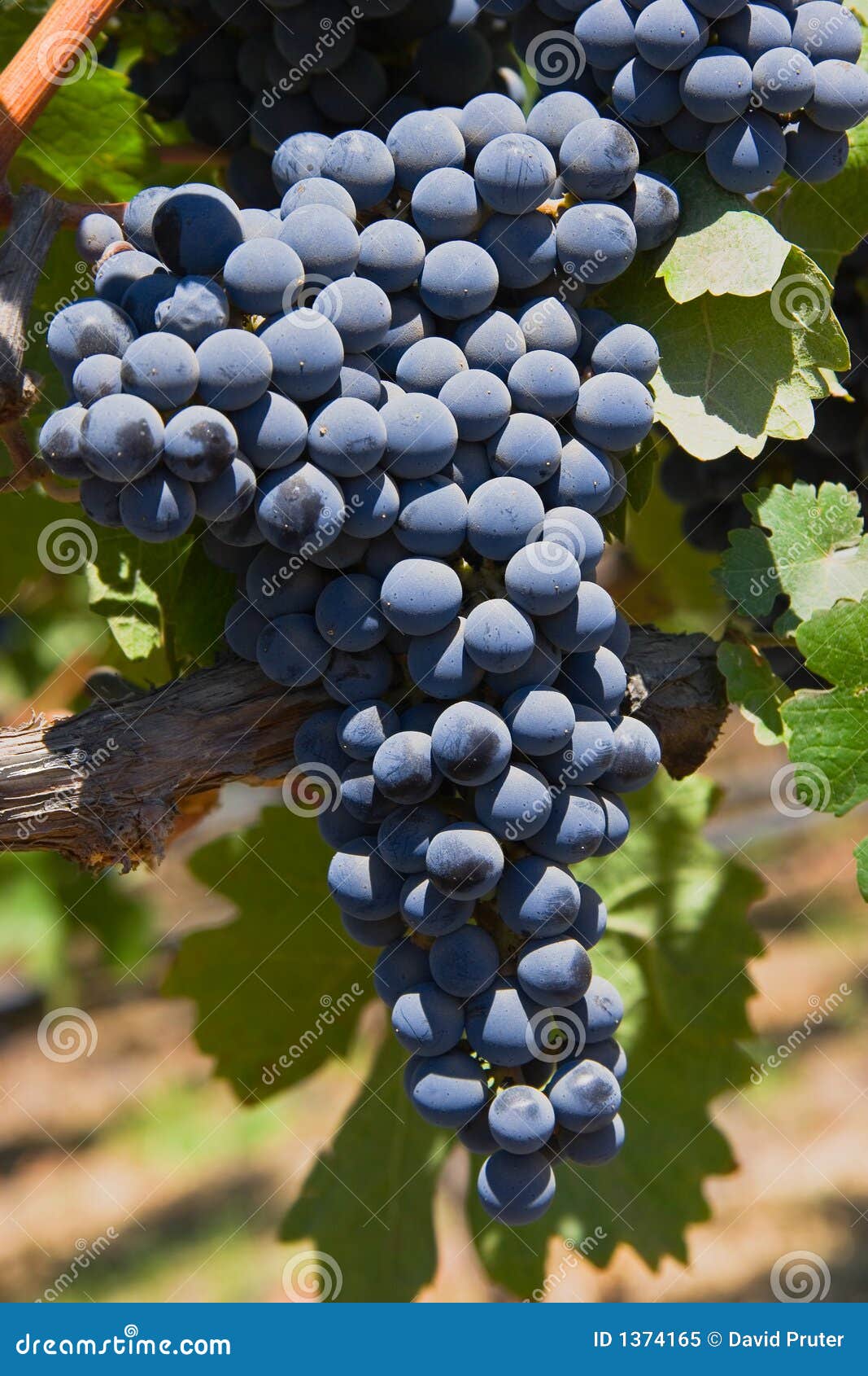Rode Druiven Op De Wijnstok Stock Afbeelding - Image of vrucht, rood ...