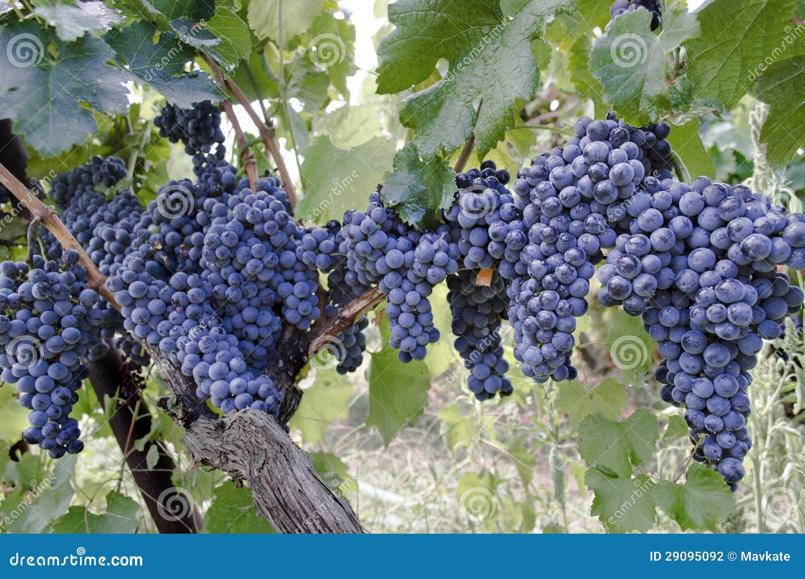 Rode Druiven Op De Wijnstok Stock Foto - Image of voeding, wijnstok ...