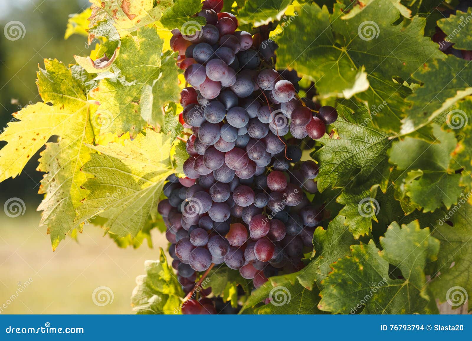 Rode Druiven Op De Wijnstok Stock Foto - Image of tros, landbouwbedrijf ...