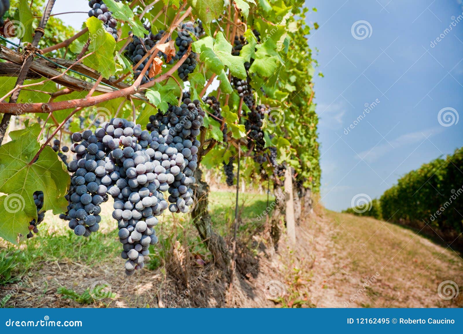 Rode Druiven in Wijngaarden Stock Afbeelding - Image of cultuur ...