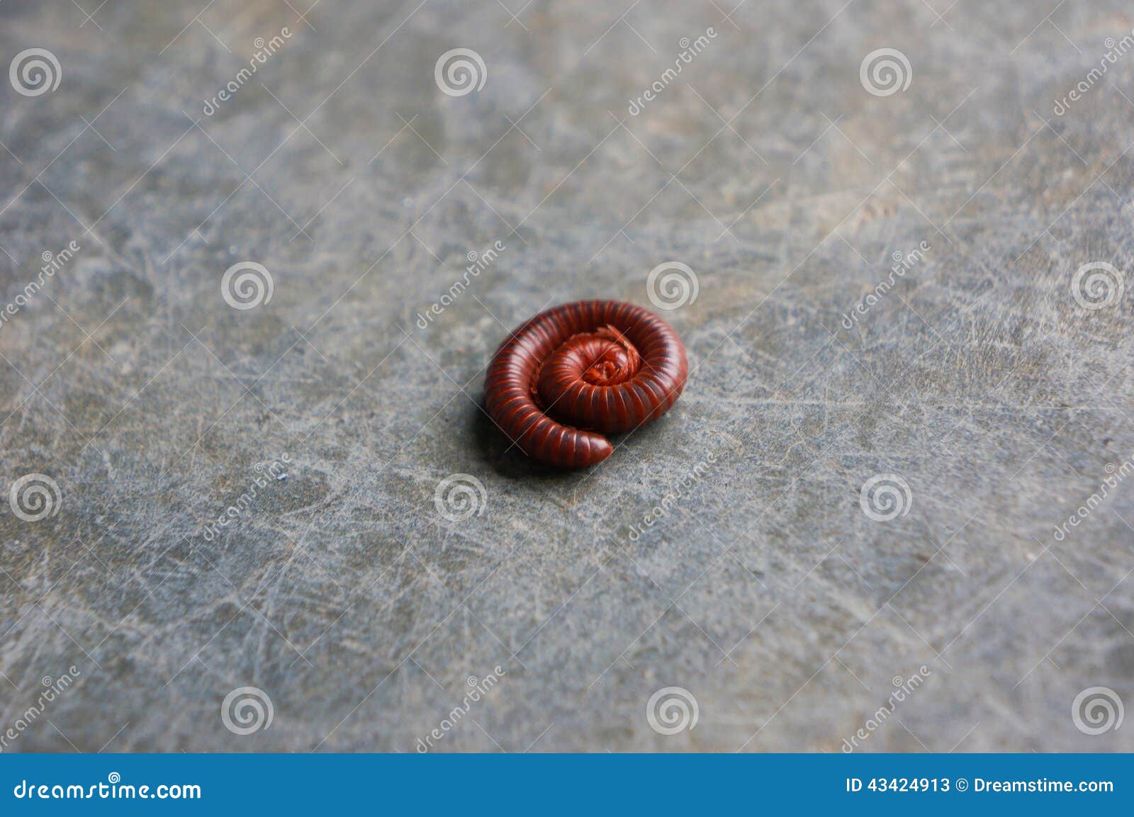 Rode duizendpoot stock afbeelding. Image of verschrikking - 43424913