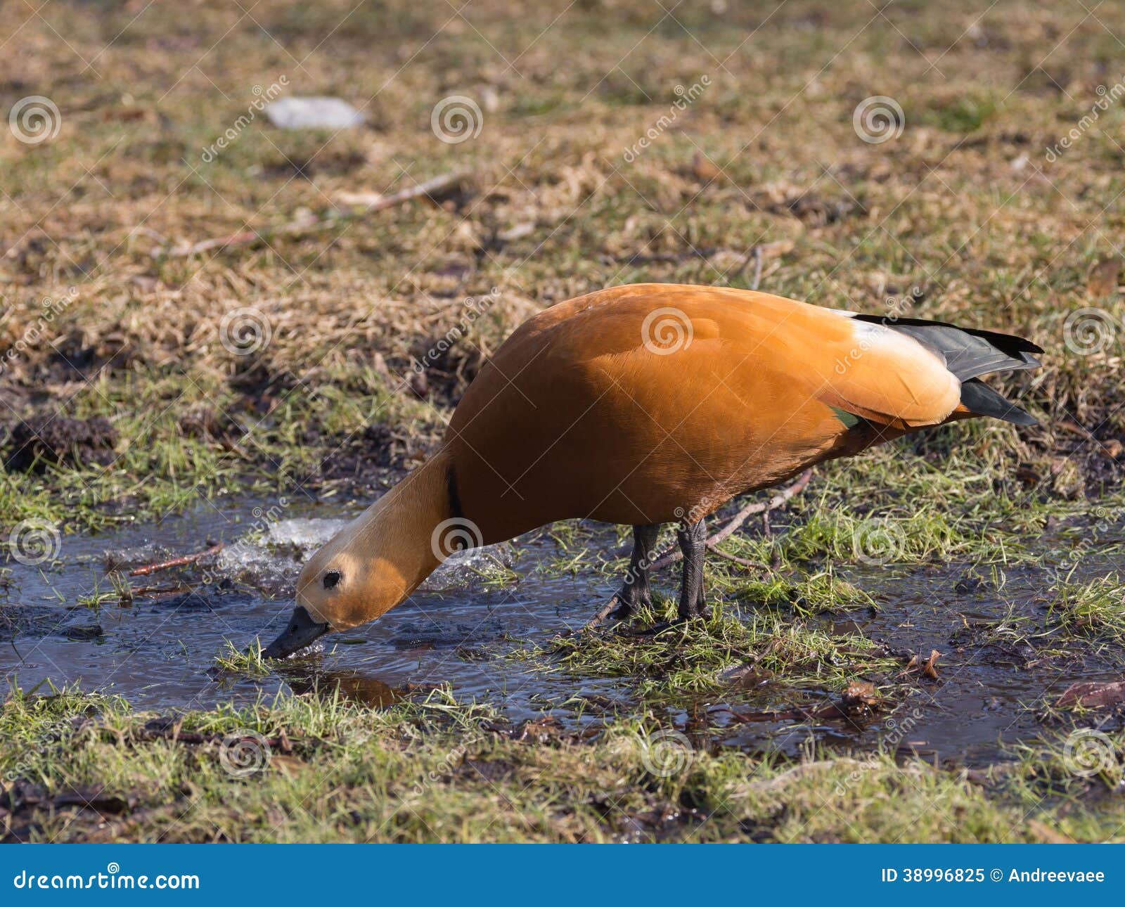 Rode Eend Met Donker Hals Drinkwater Stock Afbeelding - Image of ...