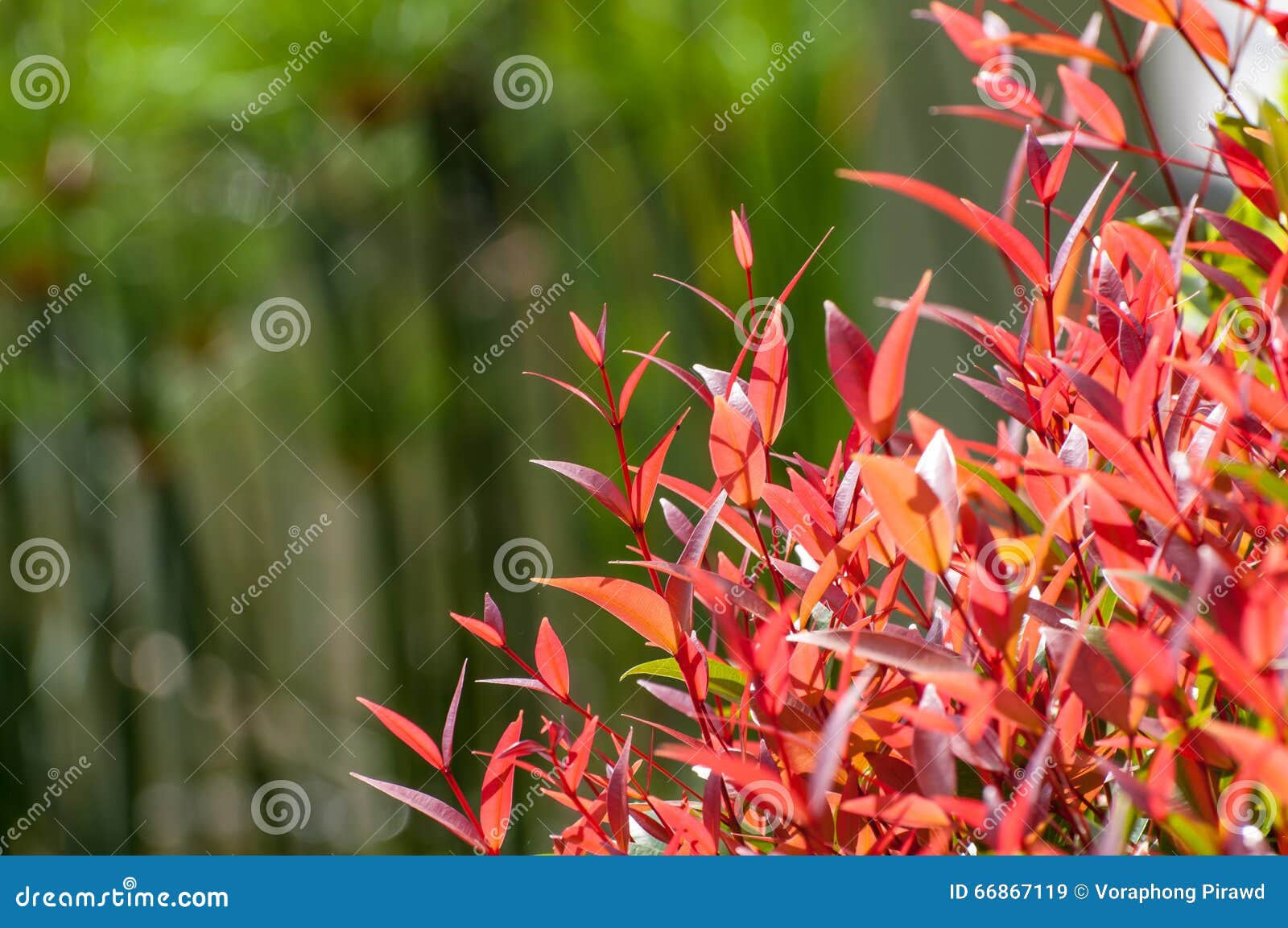 Rode En Groene Bladeren Op Struik Stock Afbeelding - Image of boom ...