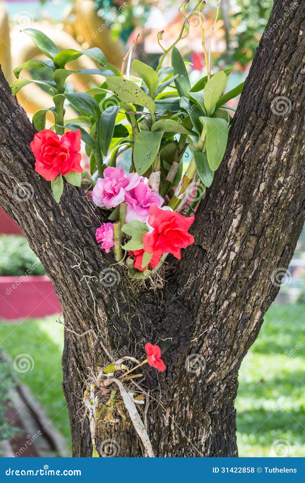 Rode En Roze Orchidee Op De Grote Boom Stock Foto - Image of mooi ...