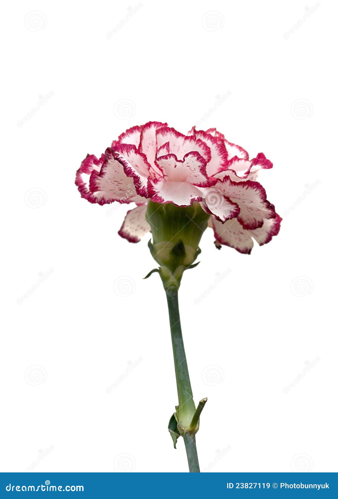 Rode en witte anjer stock afbeelding. Image of geïsoleerd - 23827119