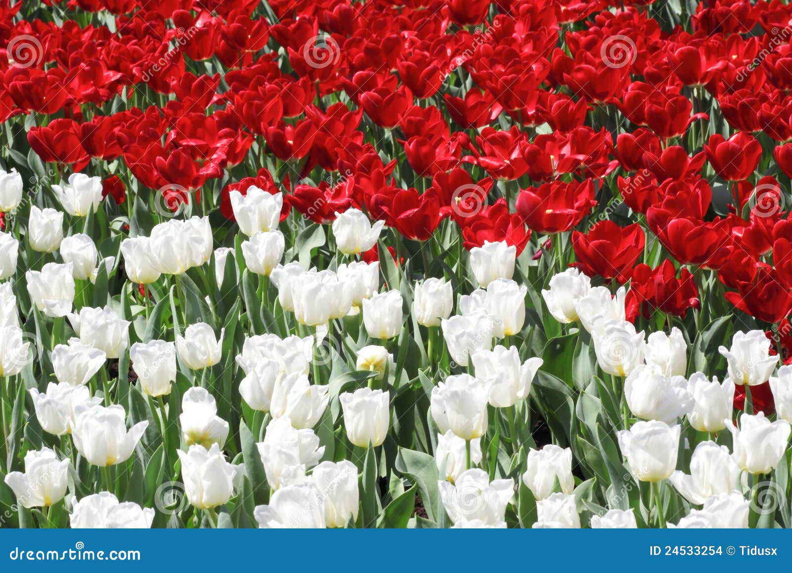 Rode en Witte Bloem Tulipe stock foto. Image of tulband - 24533254