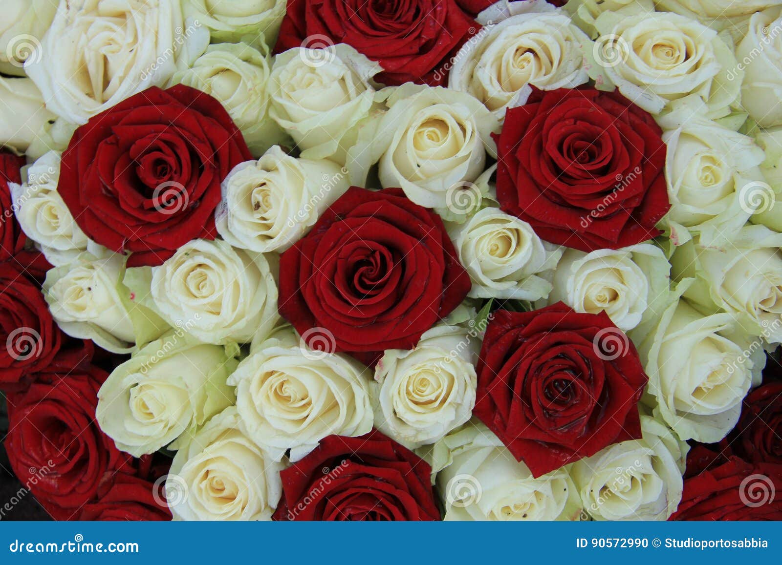 Rode En Witte Rozen in Een Huwelijksregeling Stock Foto - Image of ...