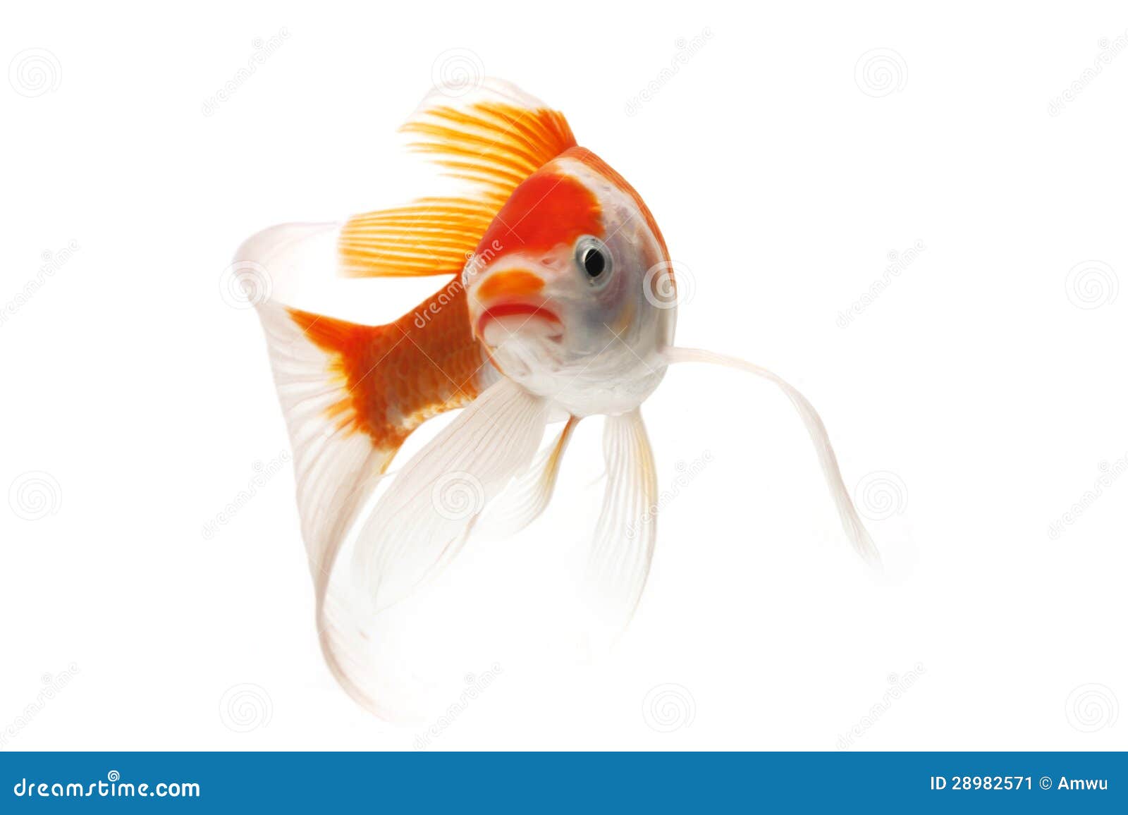 Rode en Witte Vissen Koi stock afbeelding. Image of huisdier - 28982571