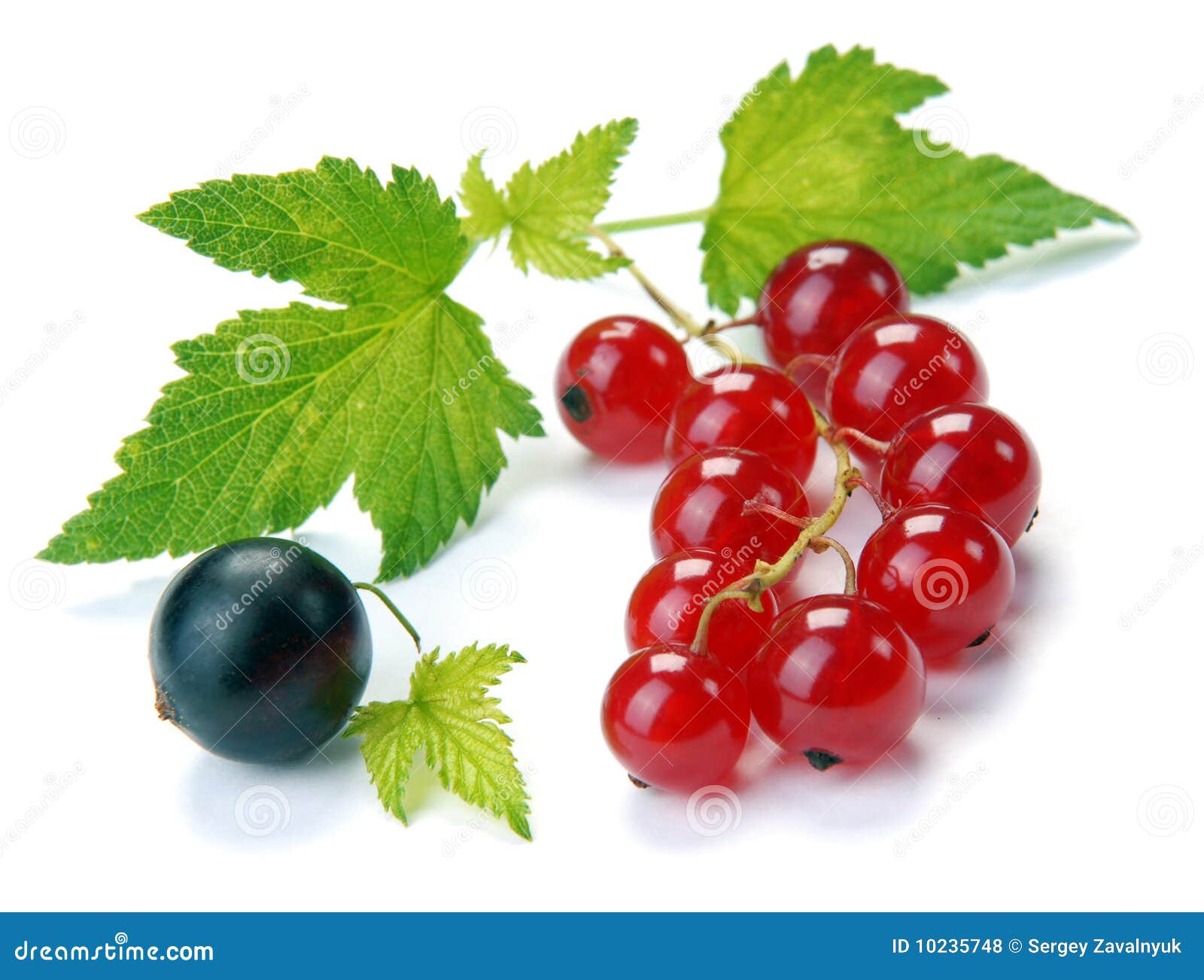 Rode en zwarte bes stock foto. Image of vrucht, aalbes - 10235748