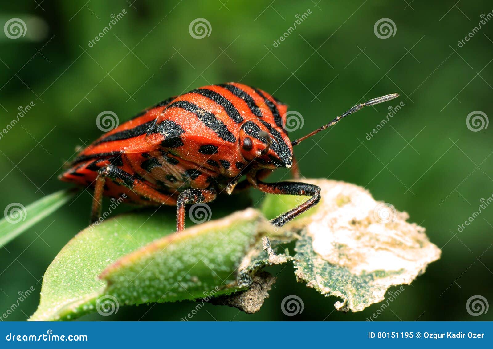 Rode En Zwarte Gestreept Stinkt Insect Stock Afbeelding - Image of ...