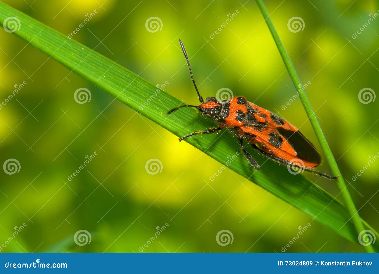 Rode en zwarte kever stock afbeelding. Image of hoofd - 73024809