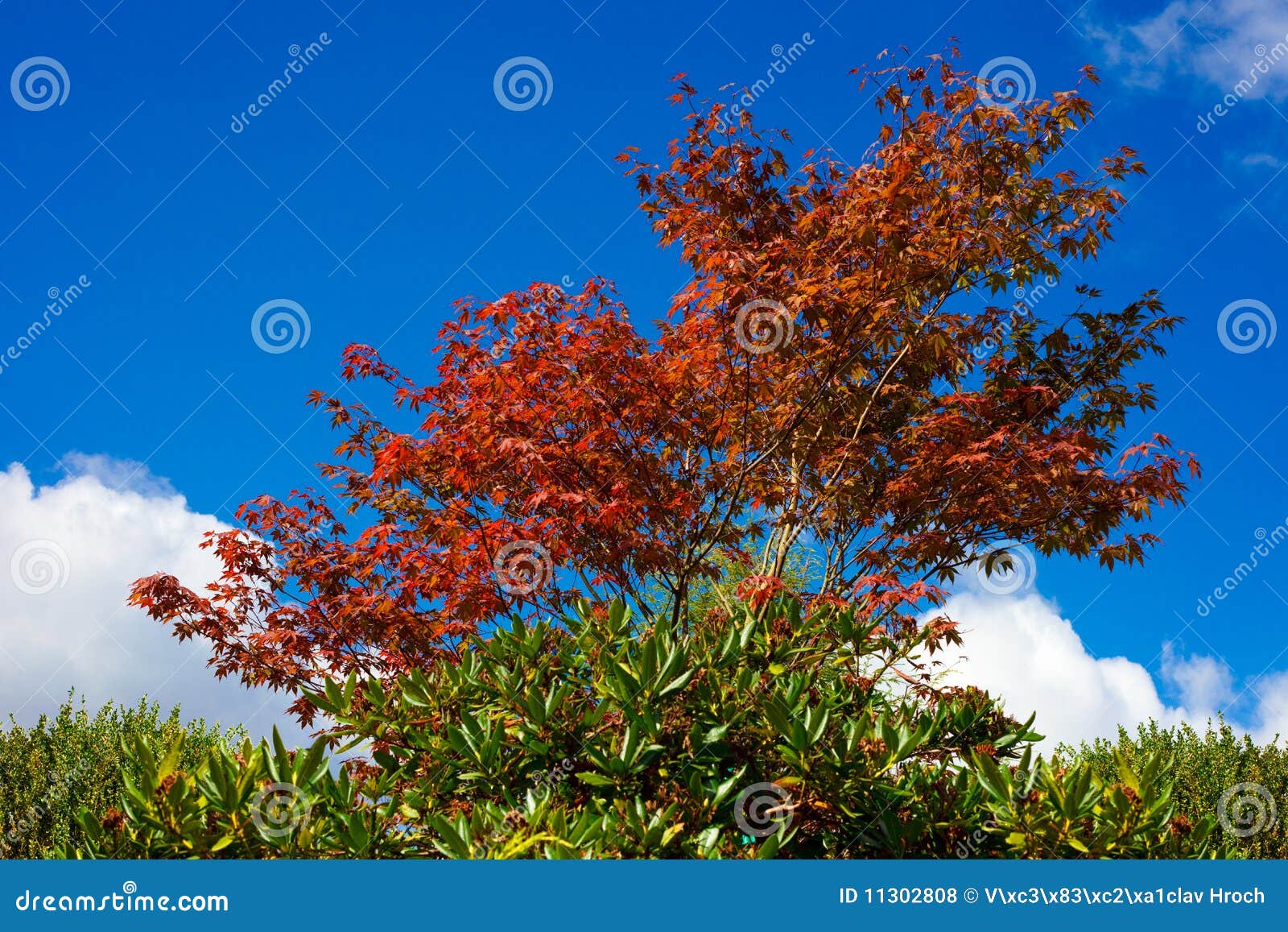 Rode esdoorn stock foto. Image of hemel, blad, najaar - 11302808