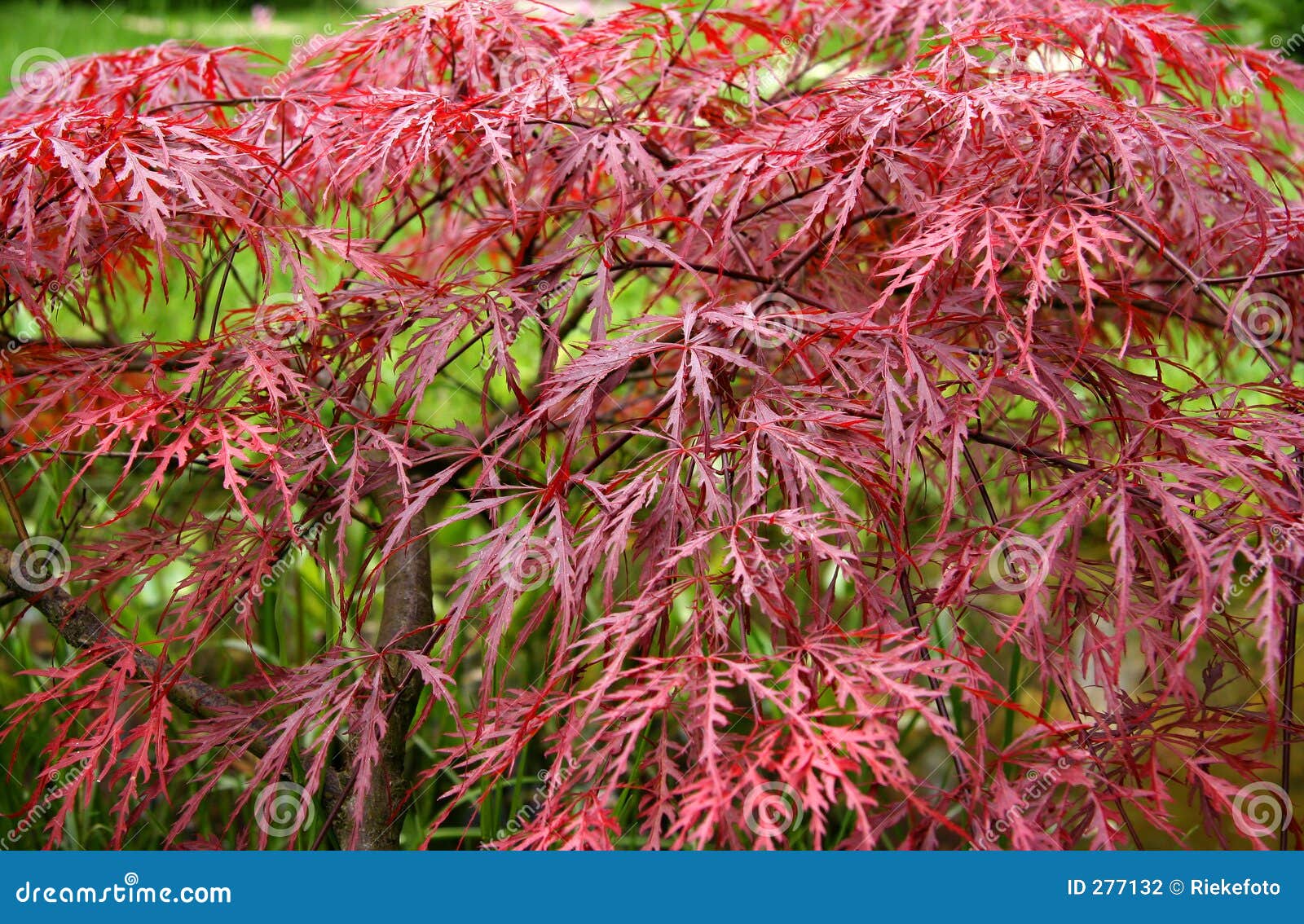 Rode Esdoorn in de Herfst stock foto. Image of boom, zomer - 277132