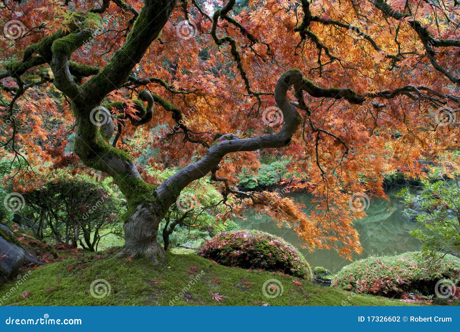 Rode esdoorn, Japanse tuin stock foto. Image of japans - 17326602