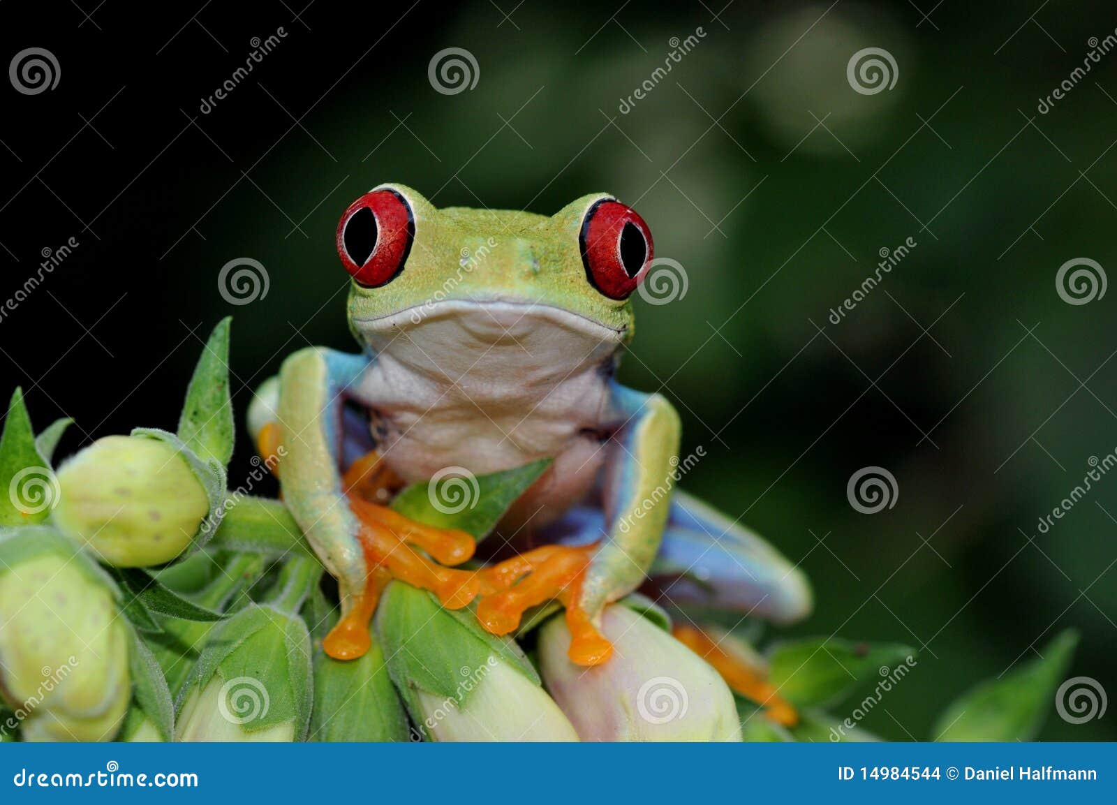 Rode eyed boomkikker stock foto. Image of kikker, zuiden - 14984544