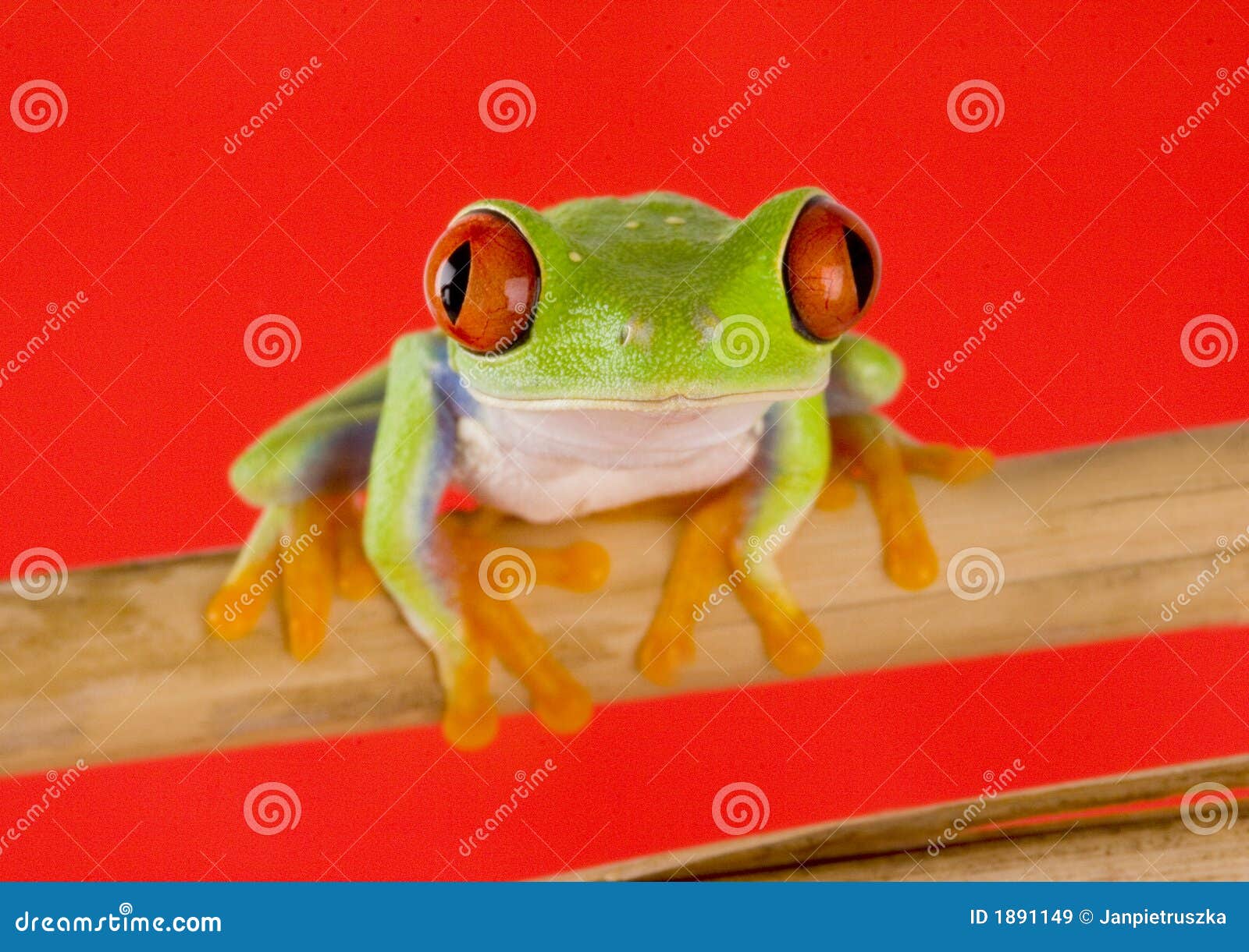 Rode eyed boomkikker stock afbeelding. Image of daling - 1891149