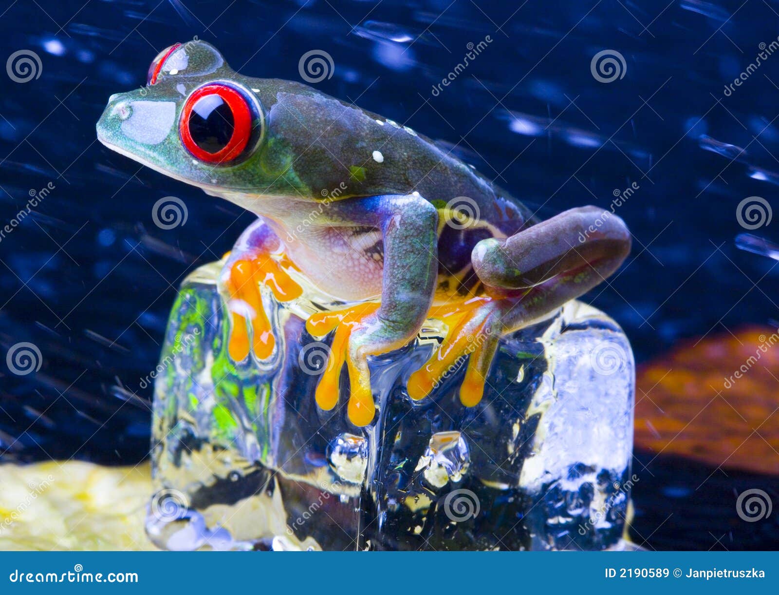 Rode eyed boomkikker stock afbeelding. Image of aanpassing - 2190589