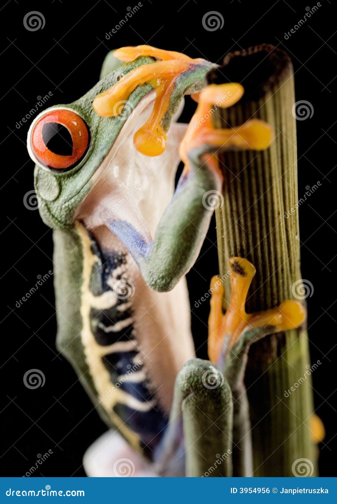 Rode eyed boomkikker stock foto. Image of amfibieen, helling - 3954956