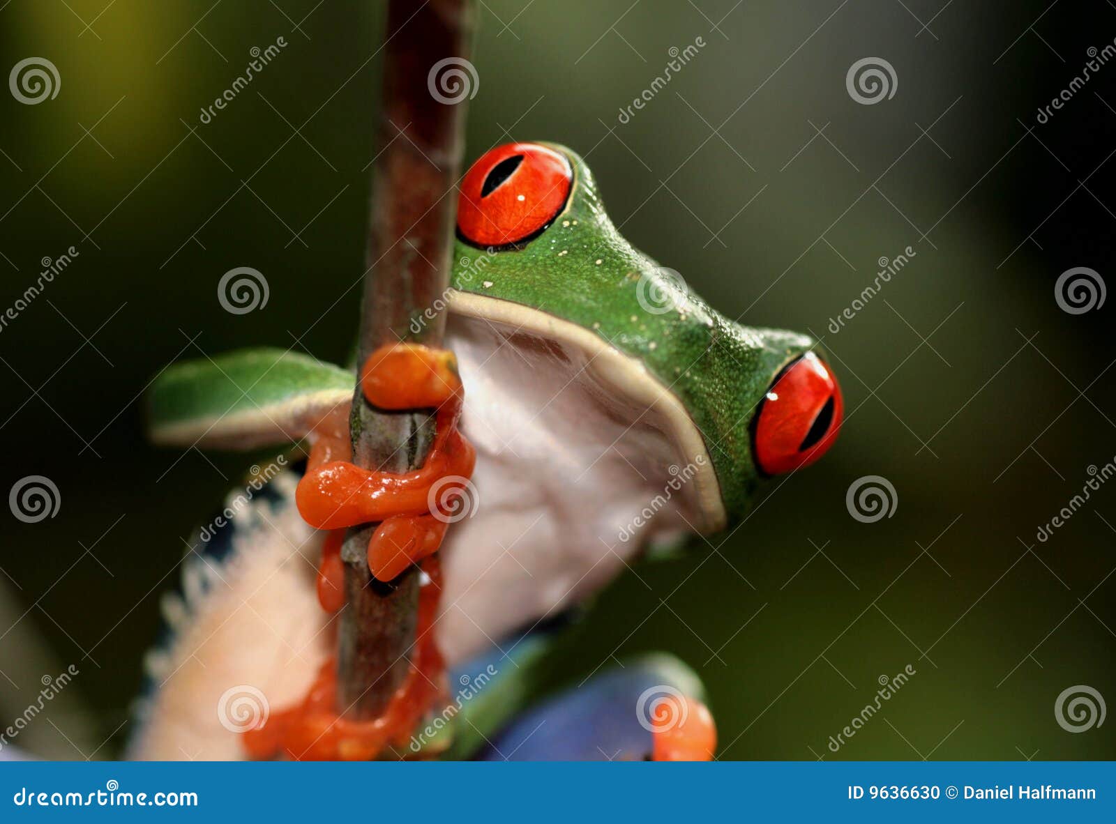 Rode eyed boomkikker stock foto. Image of staar, boom - 9636630