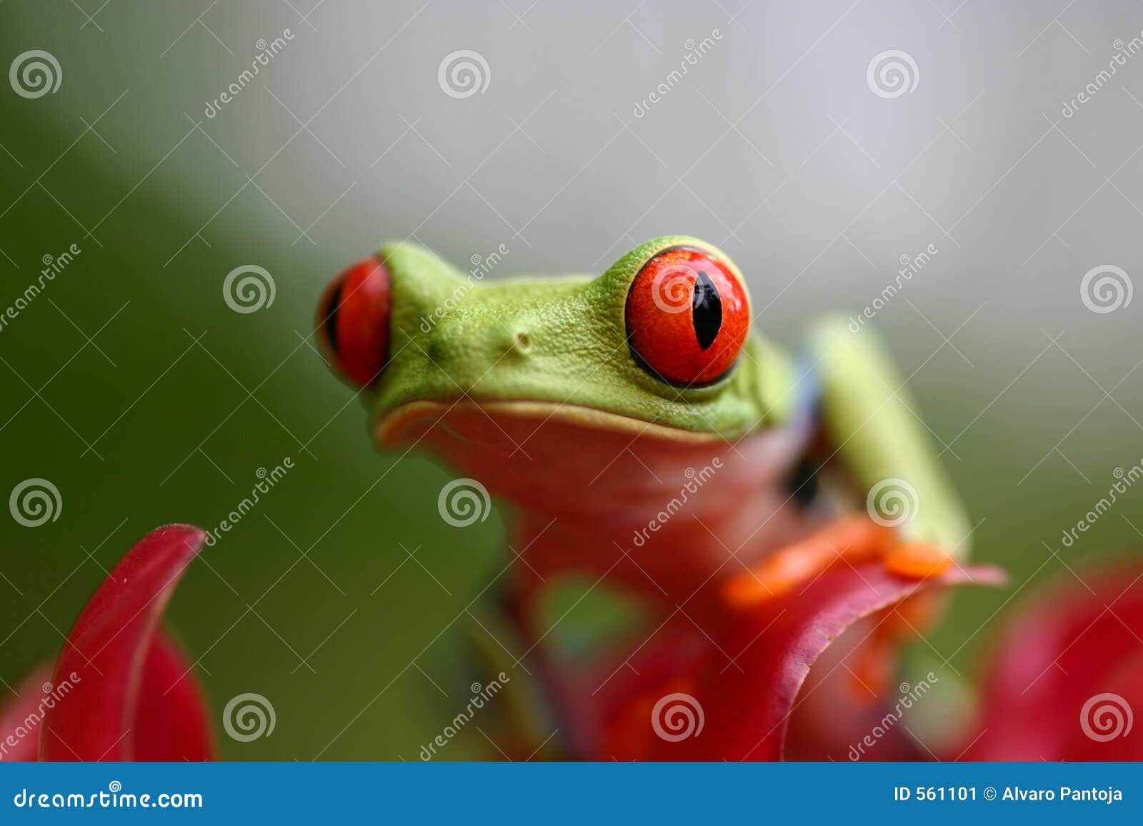 Rode Eyed Kikker stock afbeelding. Image of keerkringen - 561101