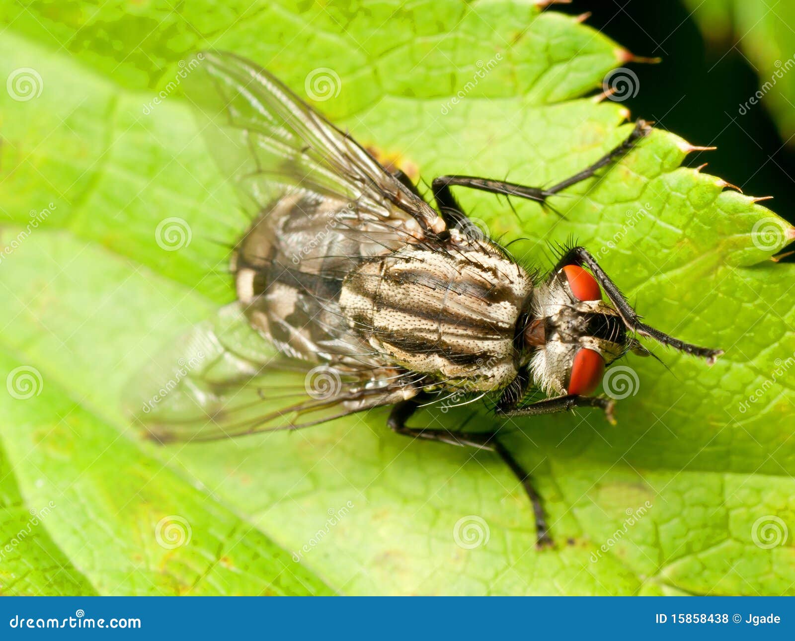 Rode Eyed Vlieg Op Groen Blad Stock Foto - Image of vliegen, nave: 15858438